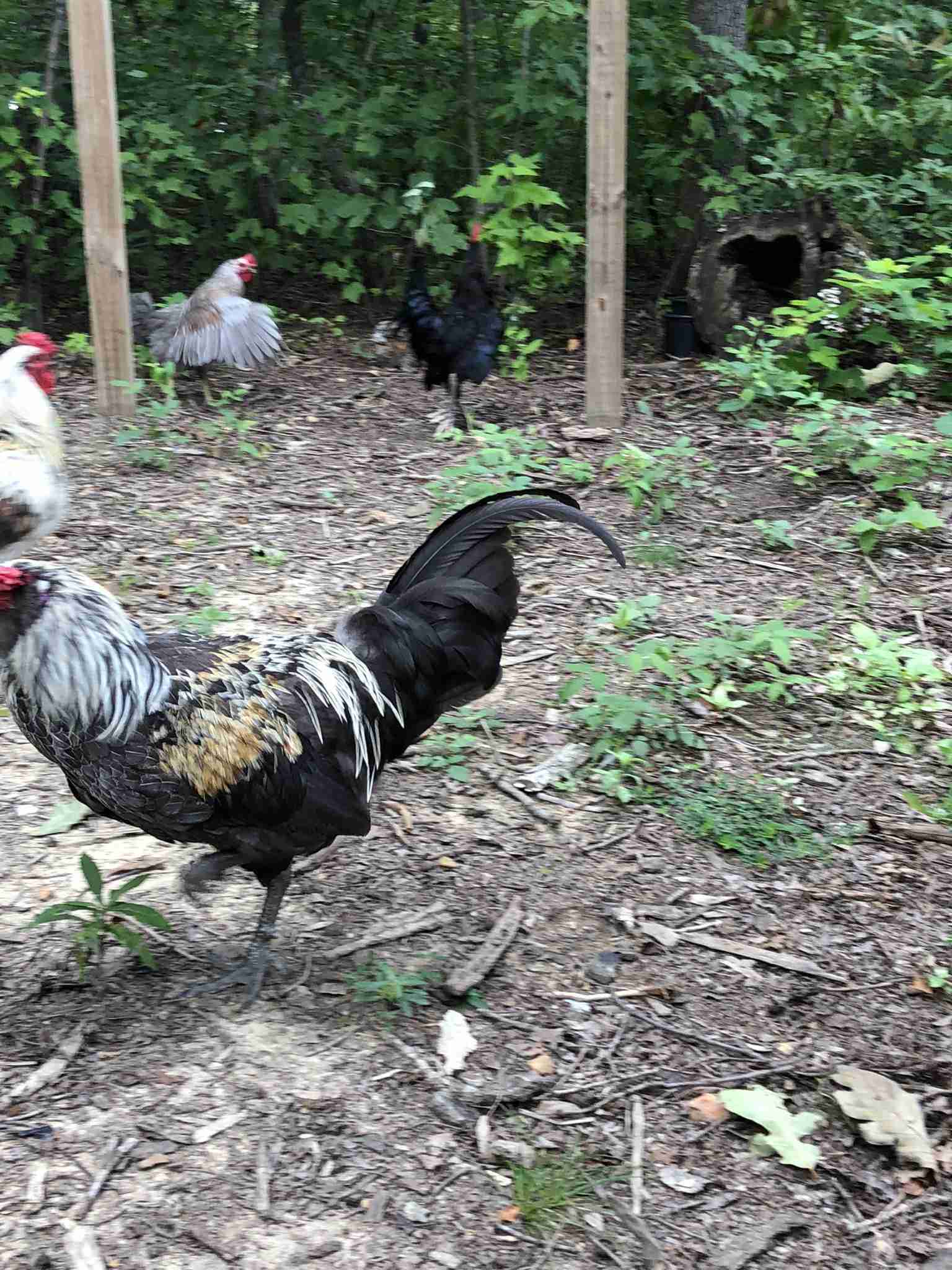 Can I Keep Chickens In Massachusetts? - BackyardChickenNews
