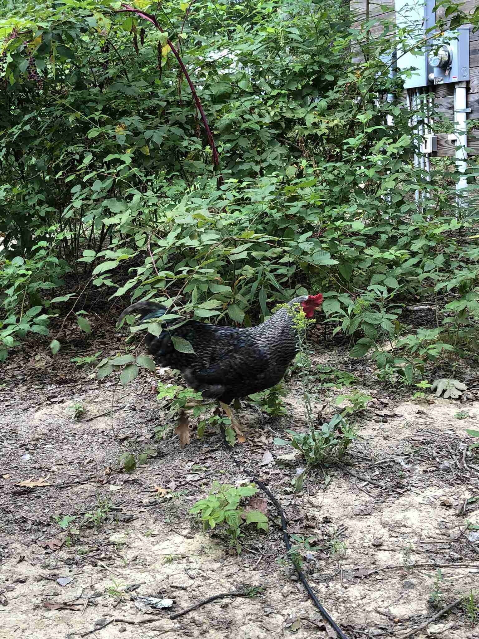 How Can You Keep Your Chickens Cool? - BackyardChickenNews