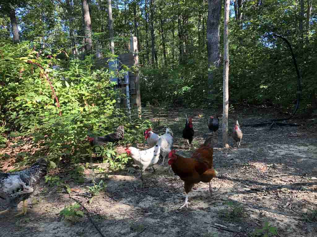 What Does the American Poultry Association Do? - BackyardChickenNews