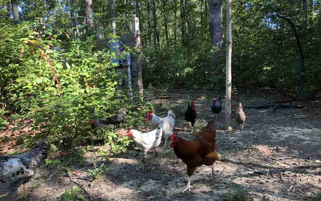 What Does the American Poultry Association Do? - BackyardChickenNews