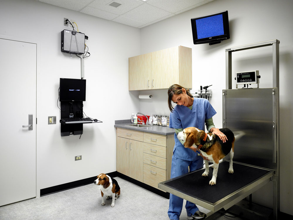 Veterinary Practice Clinic - Bailey Edward