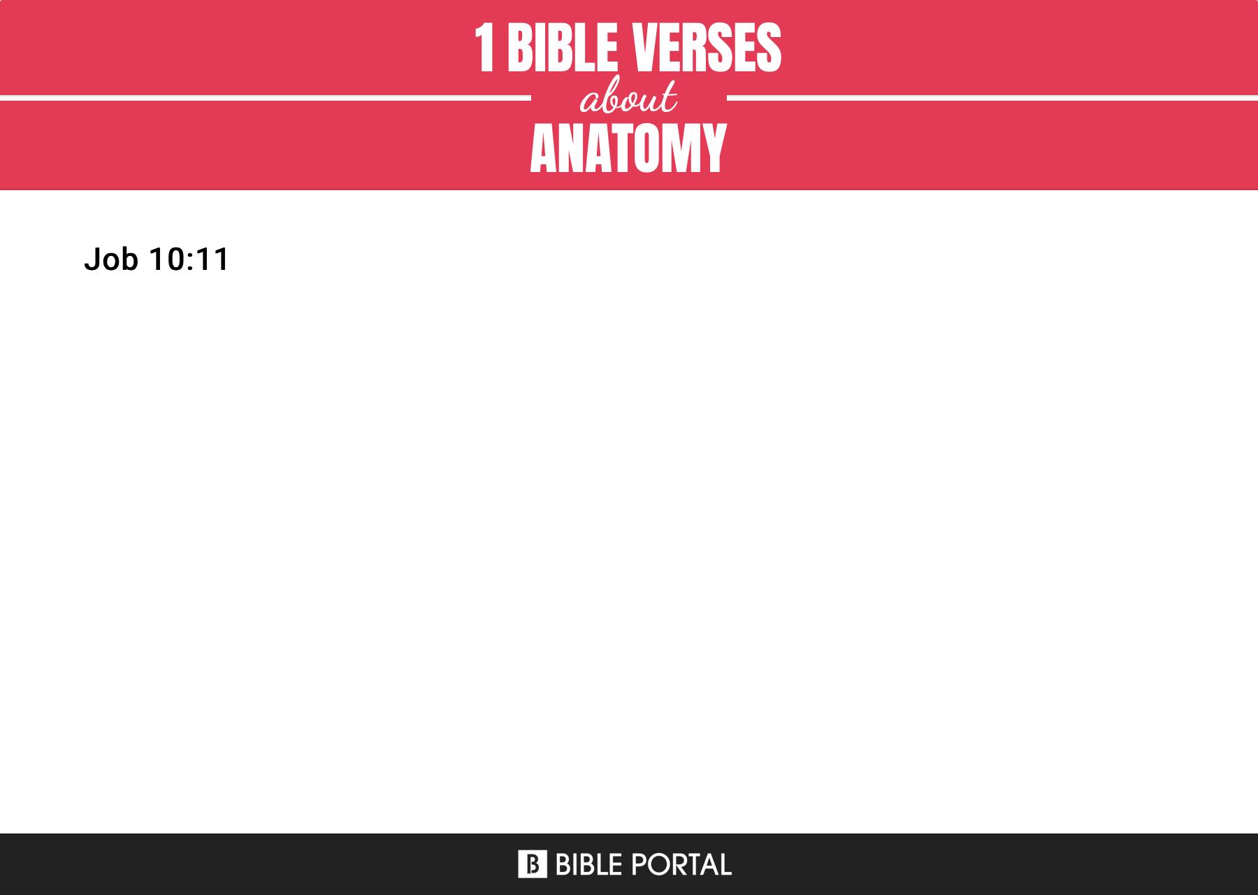 1 Bible Verses about Anatomy