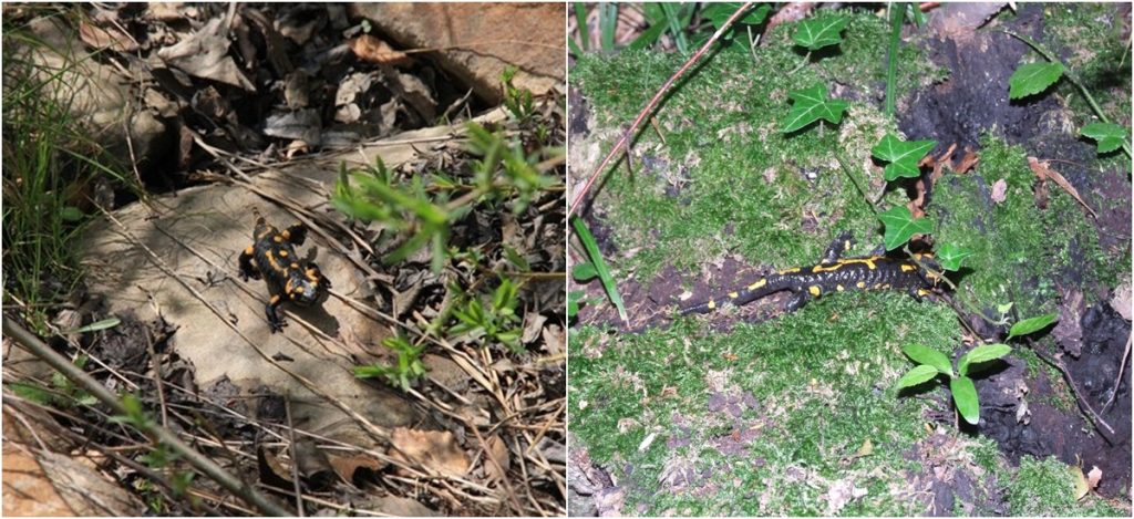 Podczas wędrówek po bieszczadzkich szlakach można spotkać salamandry ... Podczas wędrówek po bieszczadzkich szlakach można spotkać salamandry ...