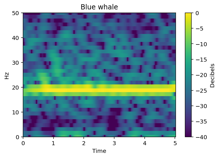 Whale species vocalizations