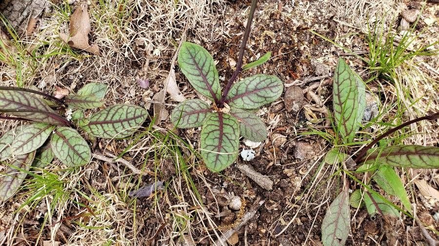 rattlesnakeweed (Hieracium venosum L.) - Growing Guide | BioGardens.org