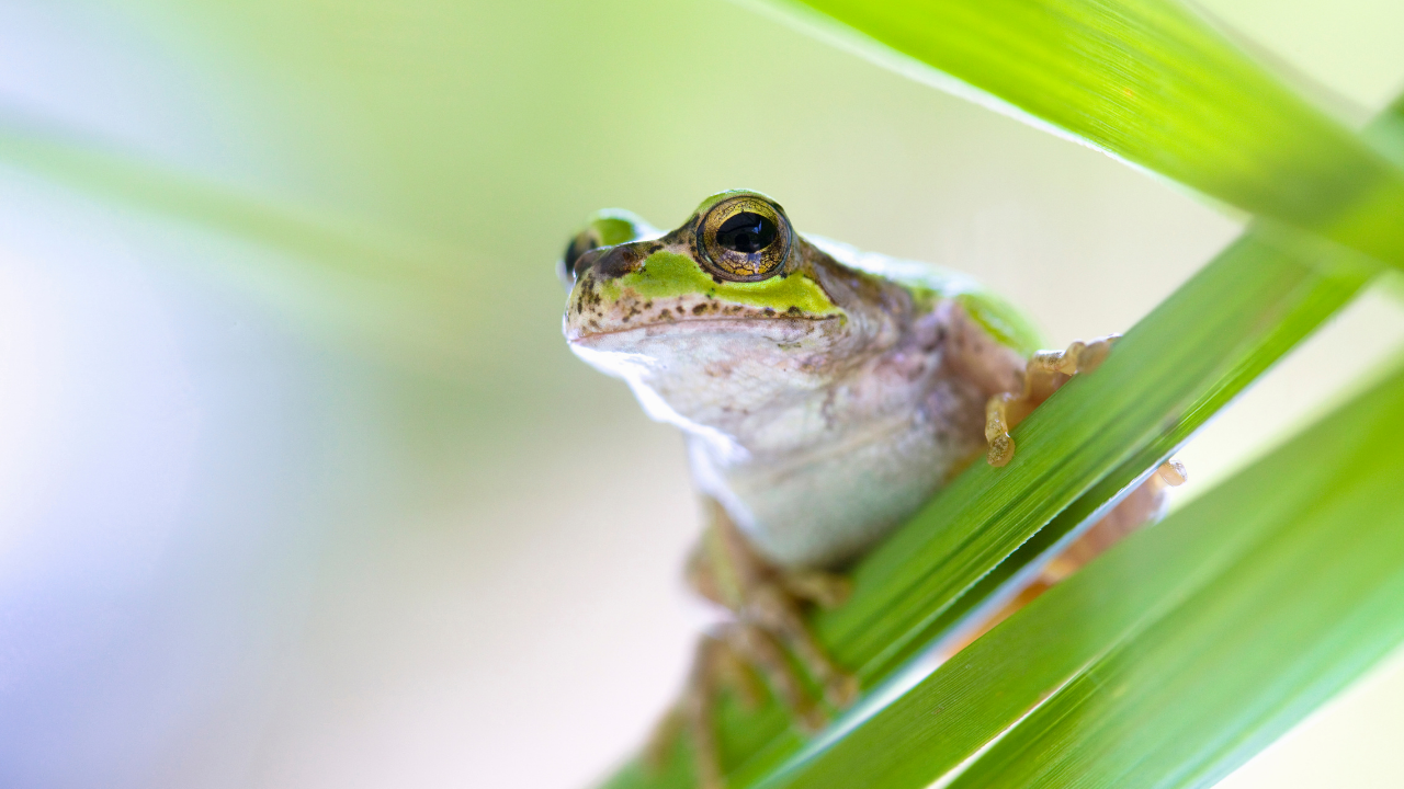 Why you should eat that frog to be less stressed and more productive by ...