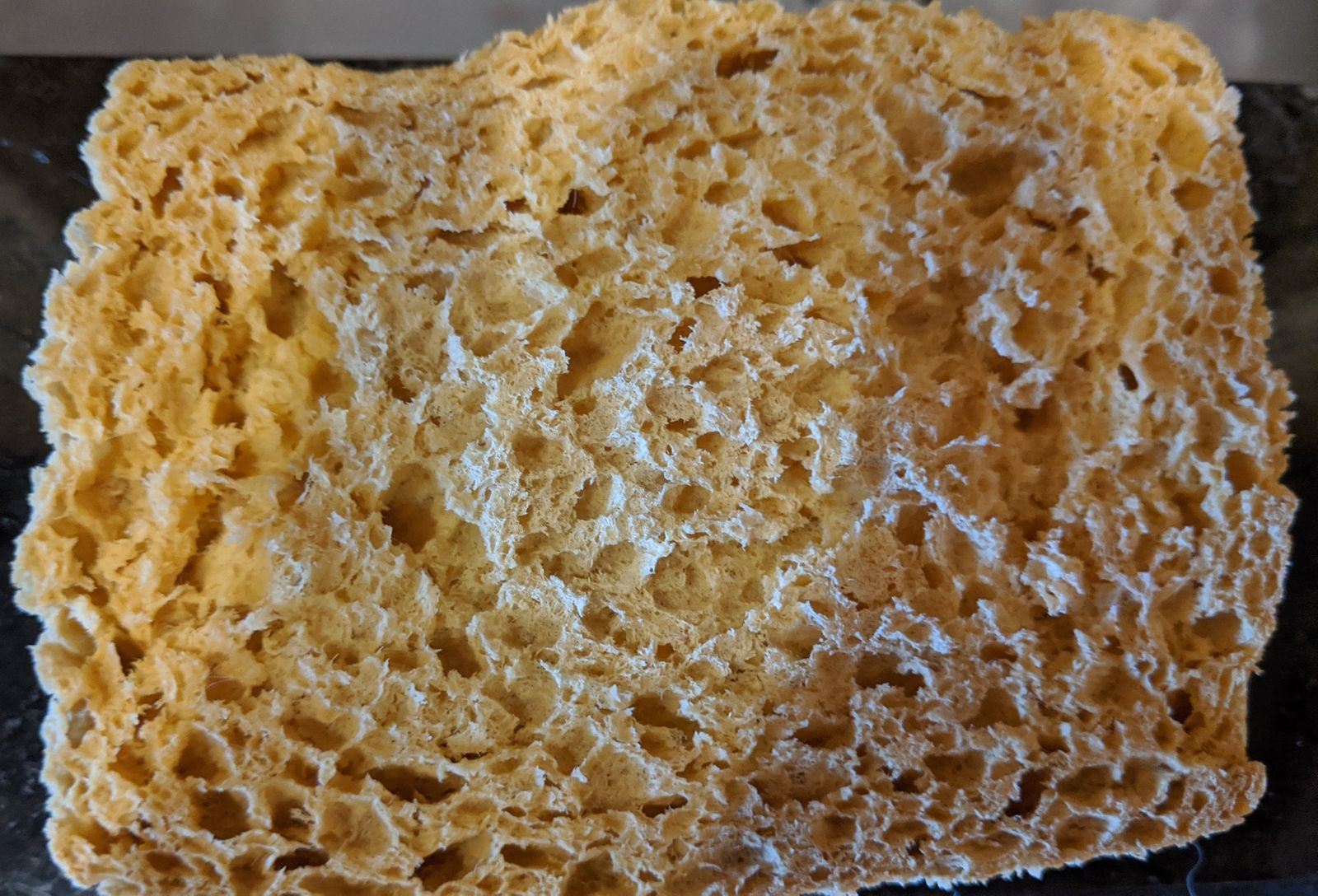 New Day, New Sponge by Carissa Tobin