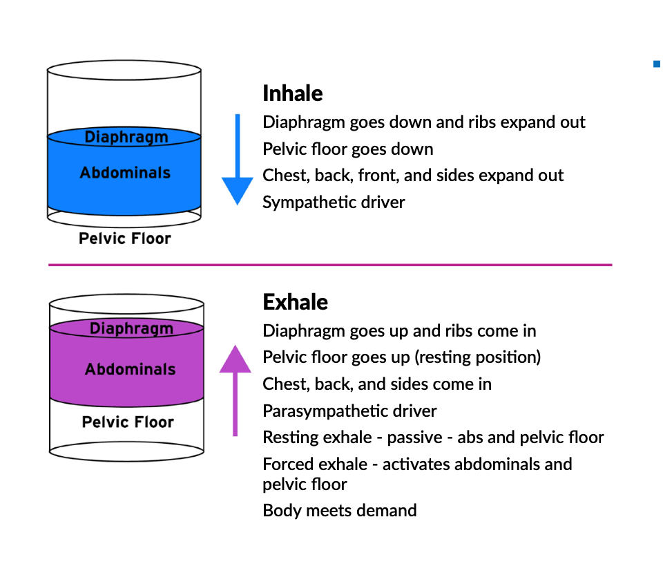 A HIDDEN GEM FOR CORE TRAINING by Jewels Lamm