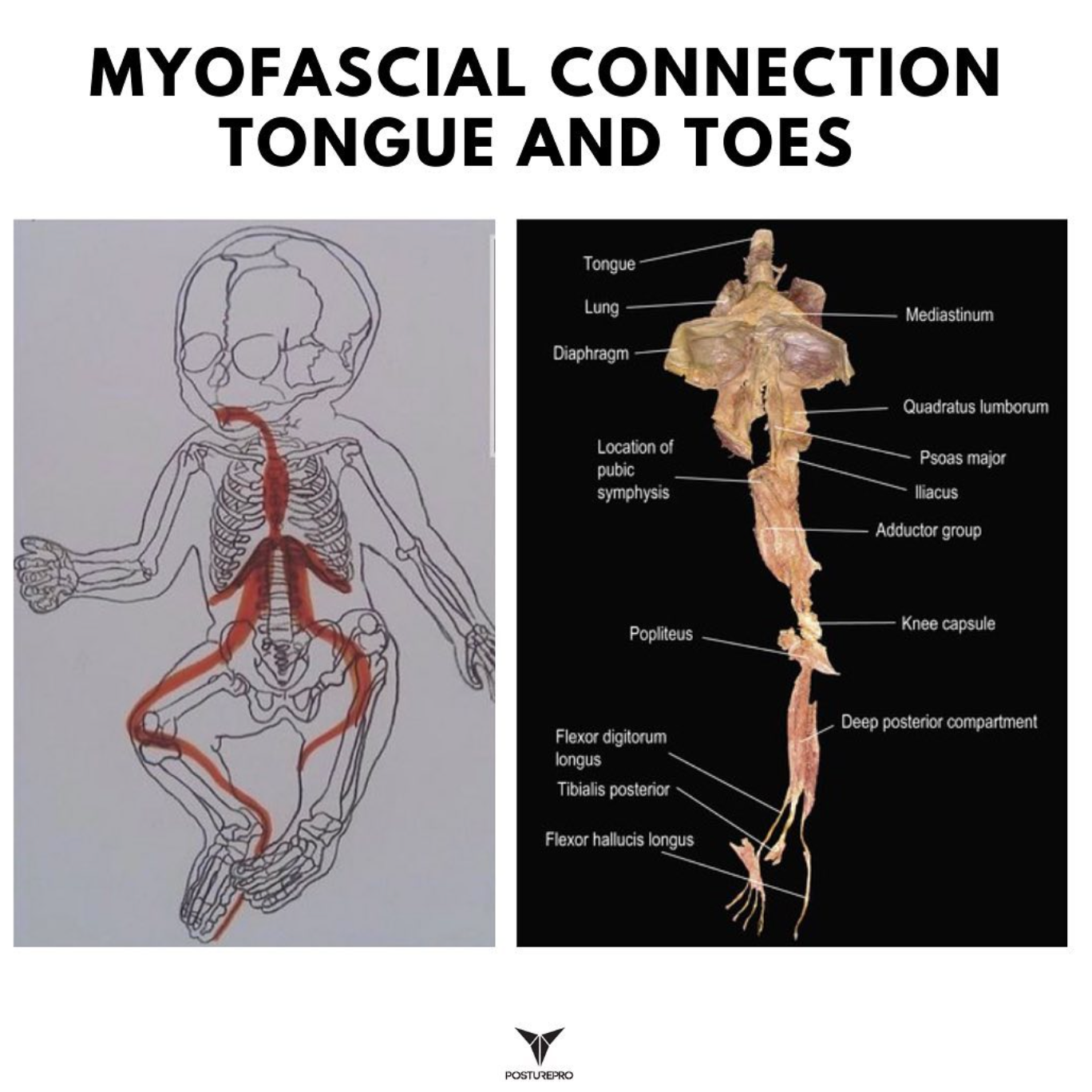 Tongue and toes are connected! by Emmanuela Pintus