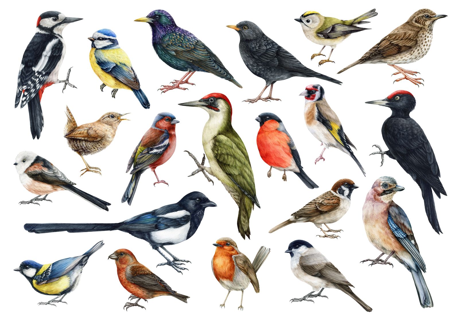 Why Birds and Their Songs Are Good for Our Mental Health by Karen Hamilton