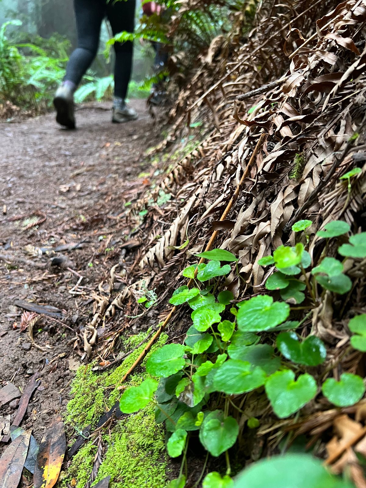 Today's Poem - Danna Faulds - Trusting Prana by Sallie DeWitt