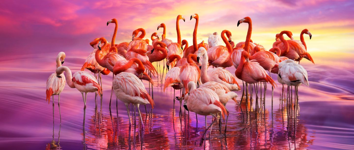 Why a Flamingo Stands on One Leg (and other Fun Flamingo Facts) by ...