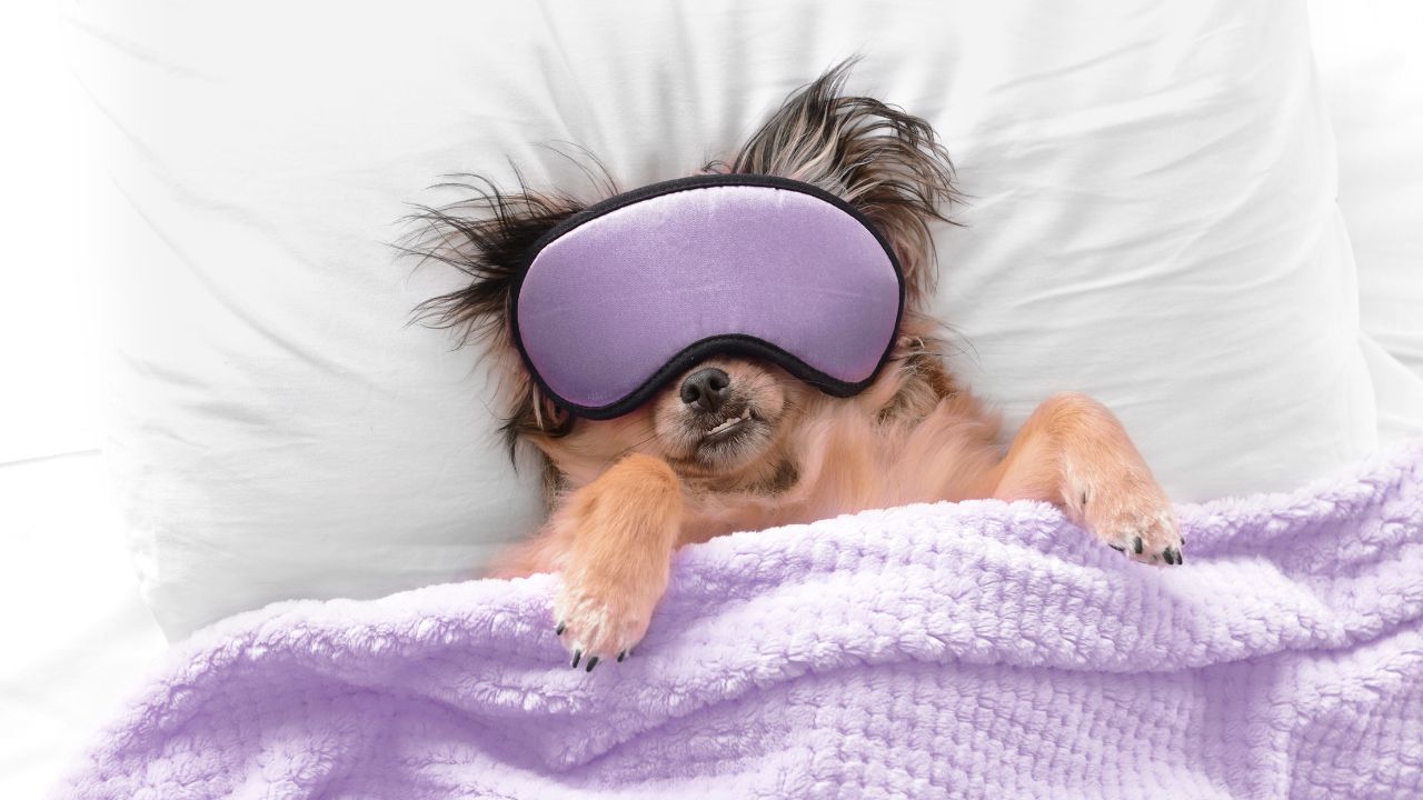 The essential power of sleep: why rest matters more than ever by ...