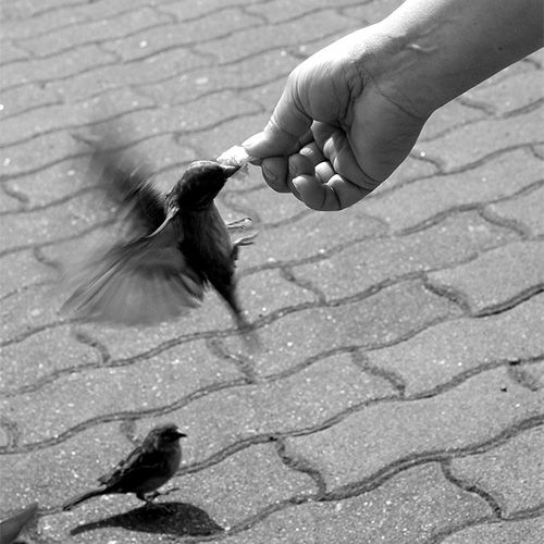 The Paramis - Generosity (Dana) by Tuere Sala