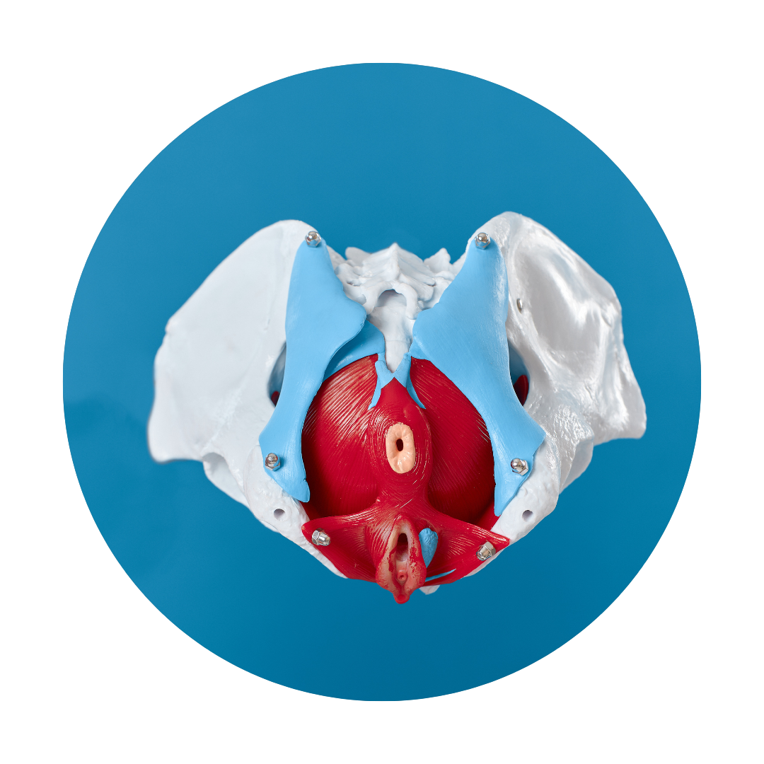 Simple Orientation to Your Pelvis by Christine Morgan