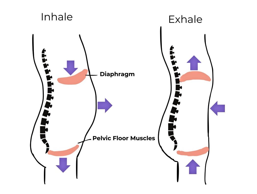How Your Breath Can Affect Your Pelvic Health by Christine Morgan