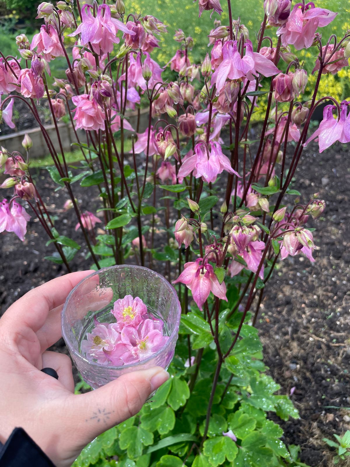 Flower Church: Rekindling Plant Spirit Connections