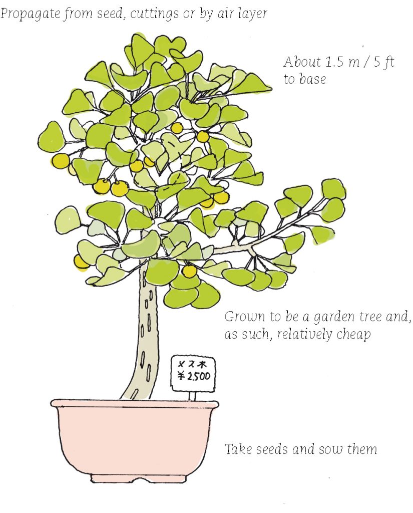 Ginkgo biloba – Bonsai Today