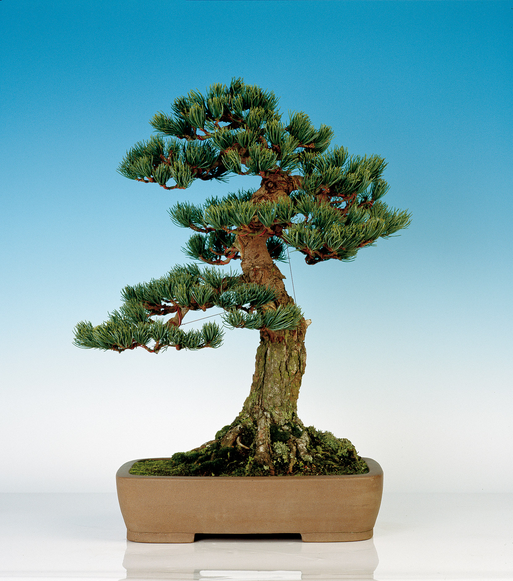 Moyogi – Bonsai Today