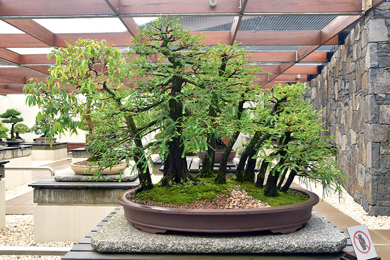 Bonsai down under – Bonsai Today