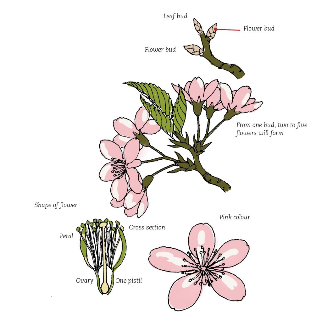 Prunus – Bonsai Today