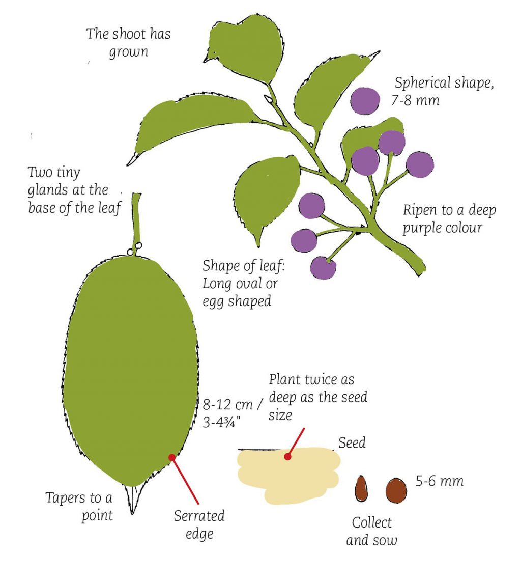Prunus – Bonsai Today