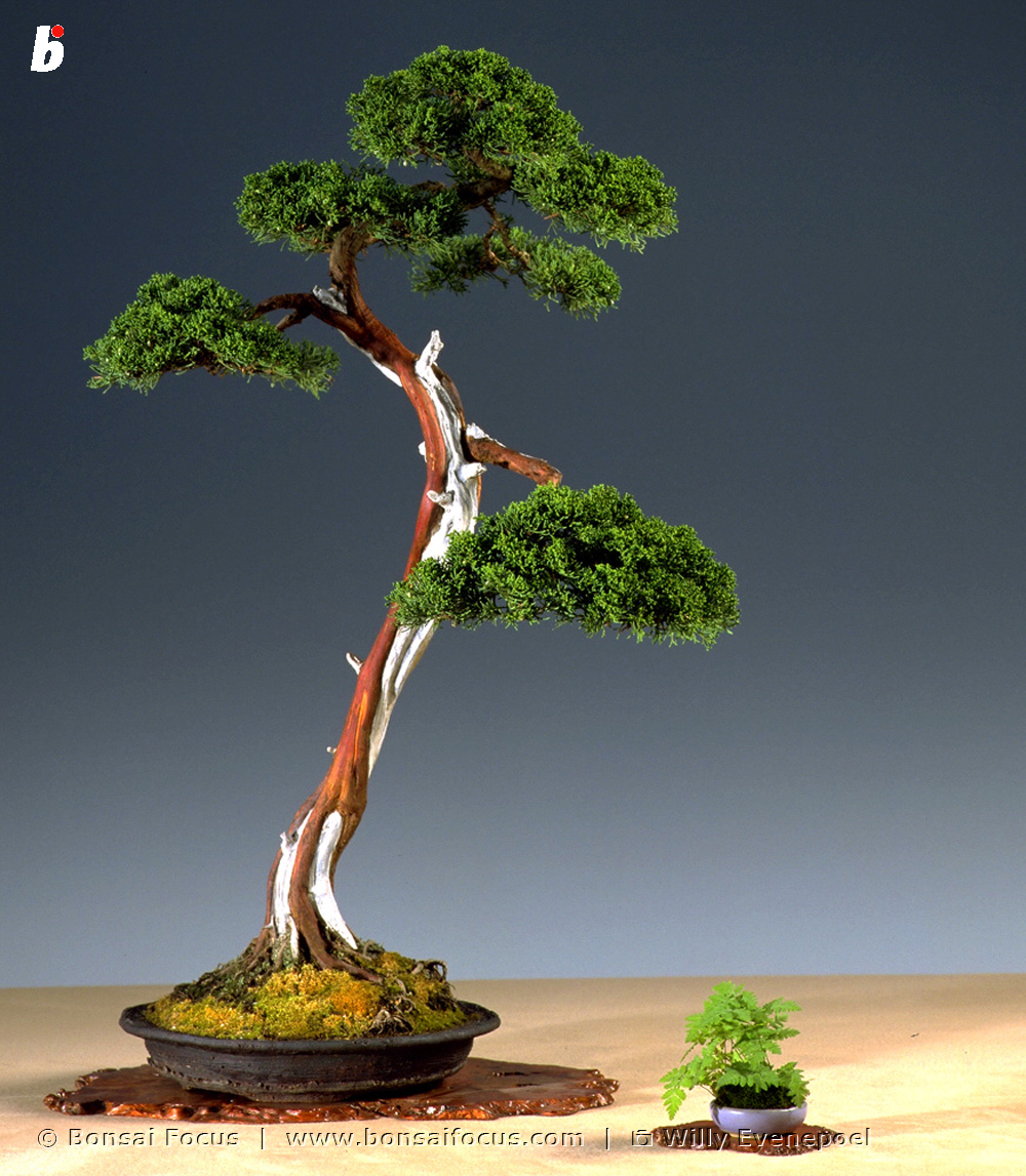 GA-97-56-bonsai-juniperus-rigida – Bonsai Today