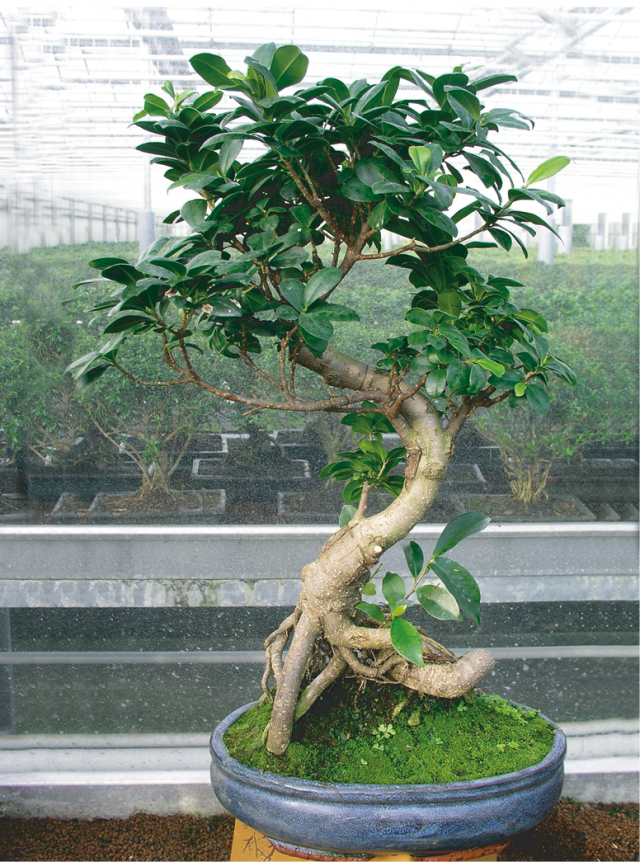 Ficus benjamina 02 – Bonsai Today