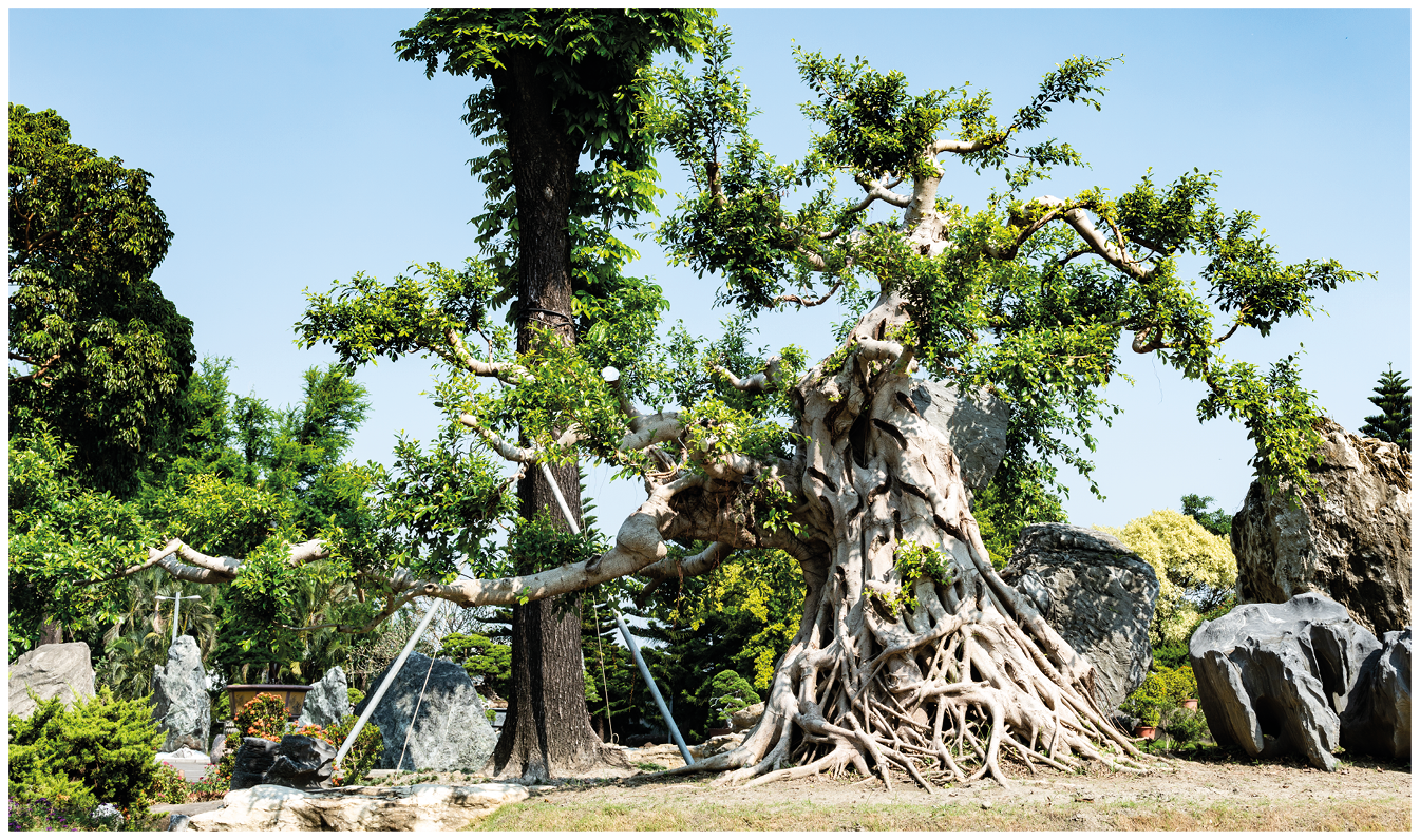ficus taiwan big tree – Bonsai Today