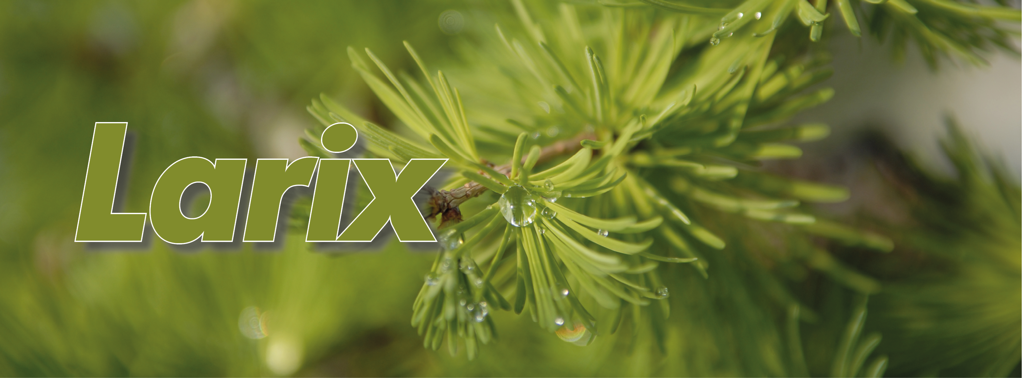 The many virtues of larch bonsai – Bonsai Today