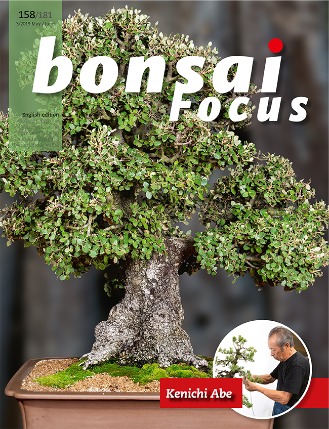 Bonsai Focus (A) – Bonsai Today