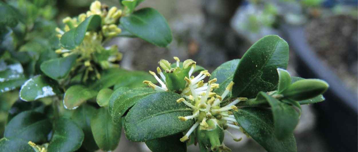 Buxus sempervirens – Bonsai Today