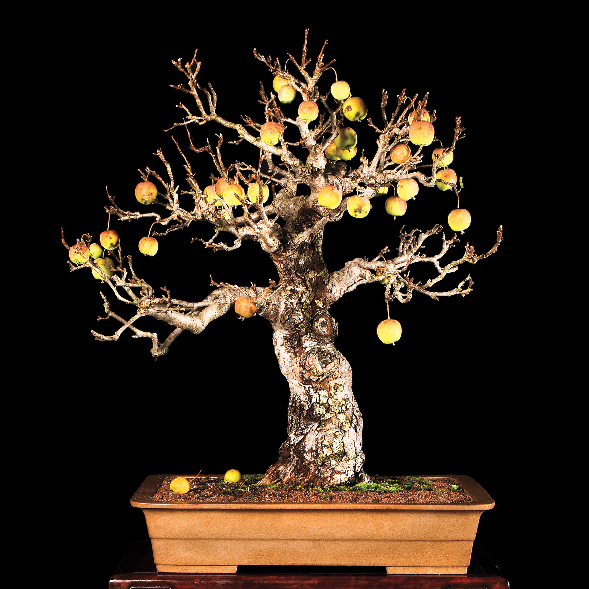 Malus – Bonsai Today