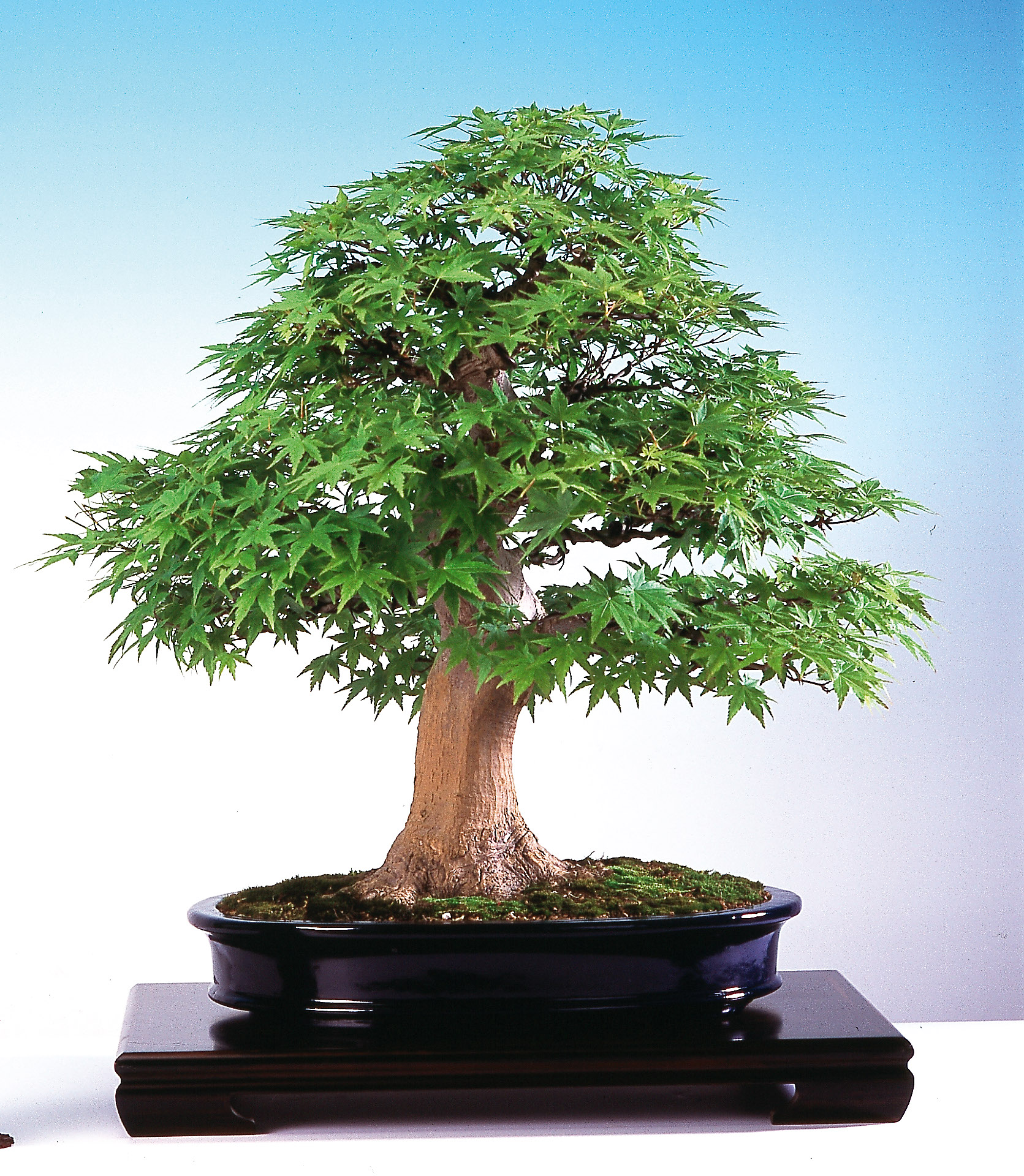 Acer palmatum – Bonsai Today