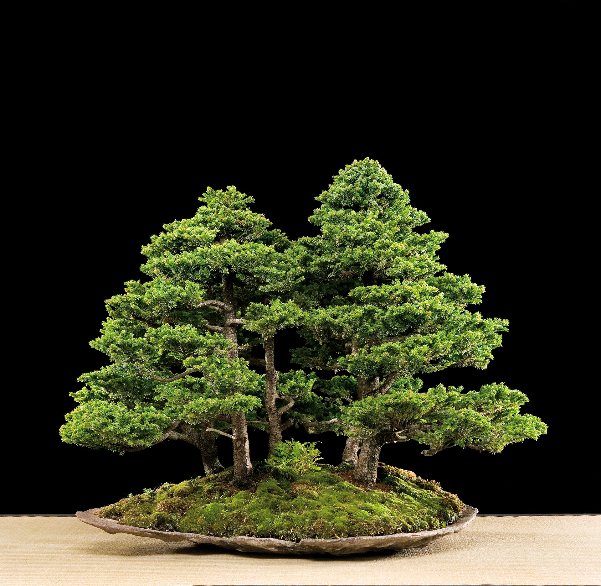 Picea glehnii – Bonsai Today