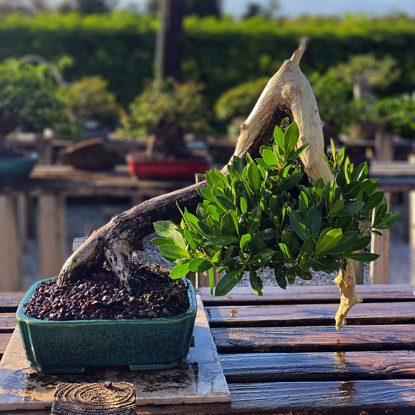 Conocarpus – Bonsai Today