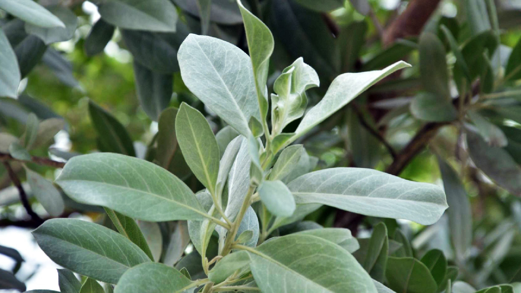 Conocarpus – Bonsai Today