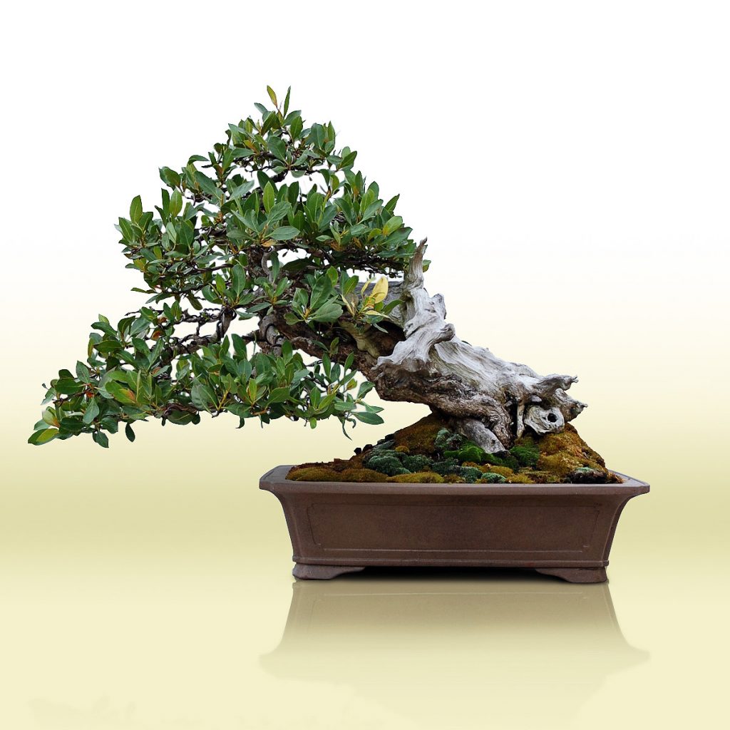 Conocarpus – Bonsai Today