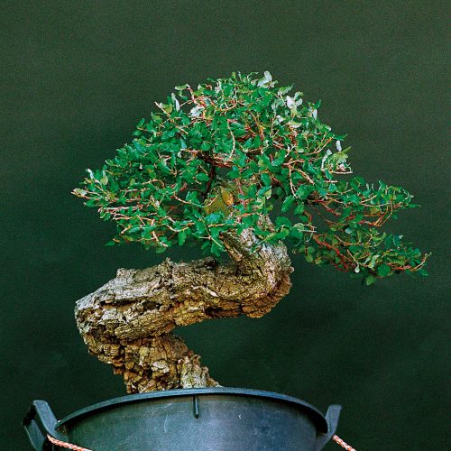 Quercus suber – Bonsai Today