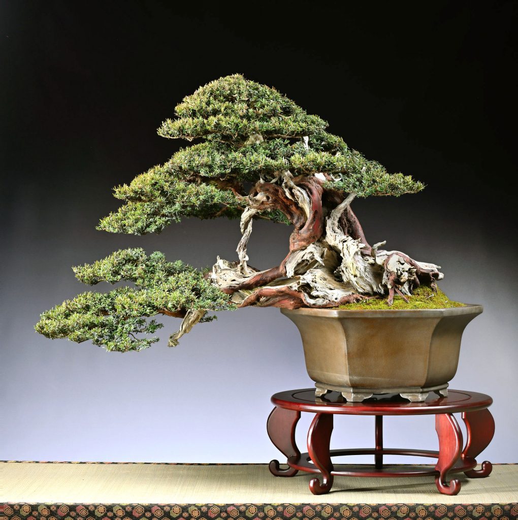 living art in the mountains – Bonsai Today