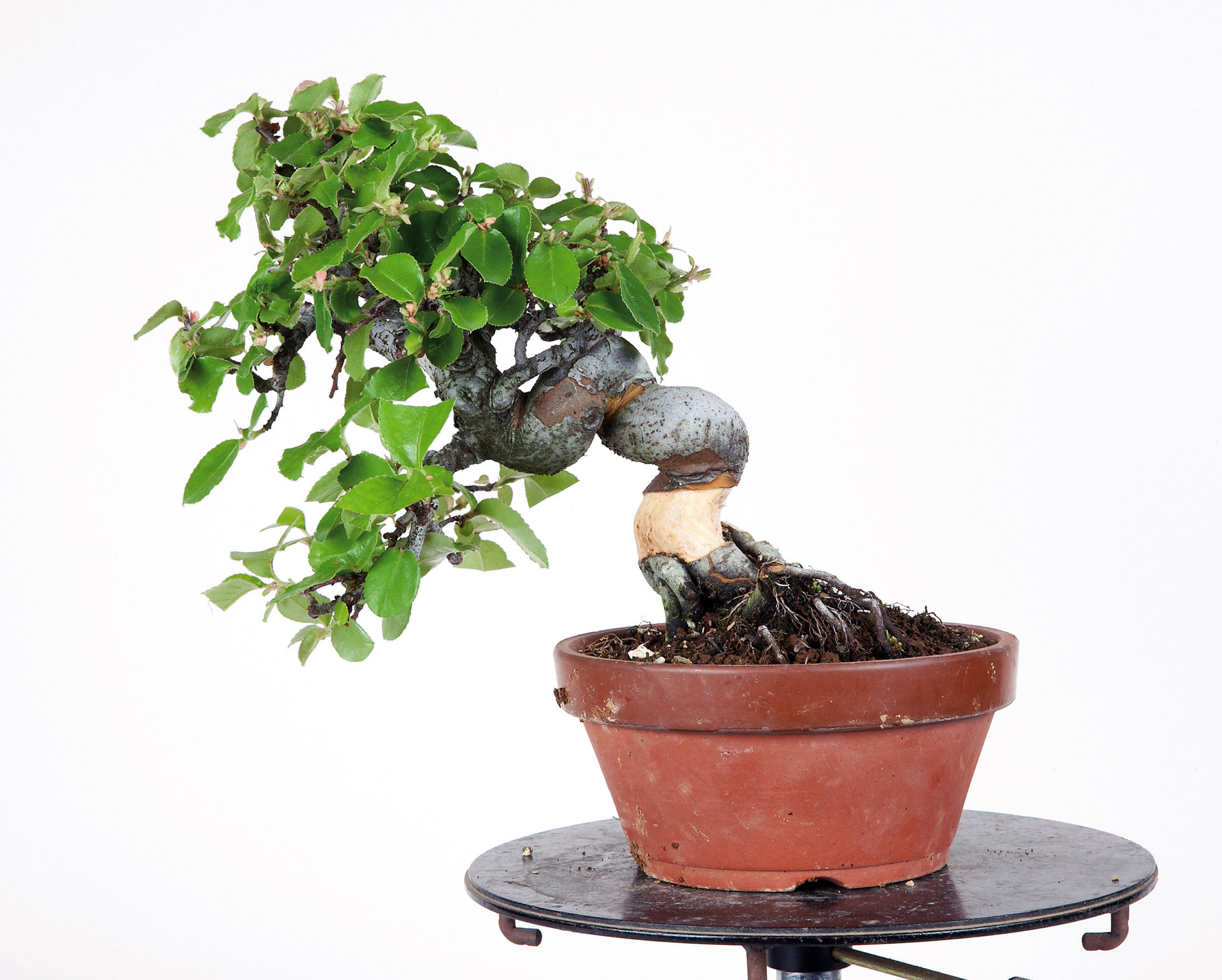 A clever operation – Bonsai Today