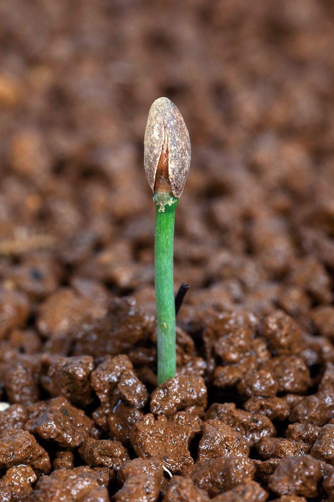 Seed – Bonsai Today