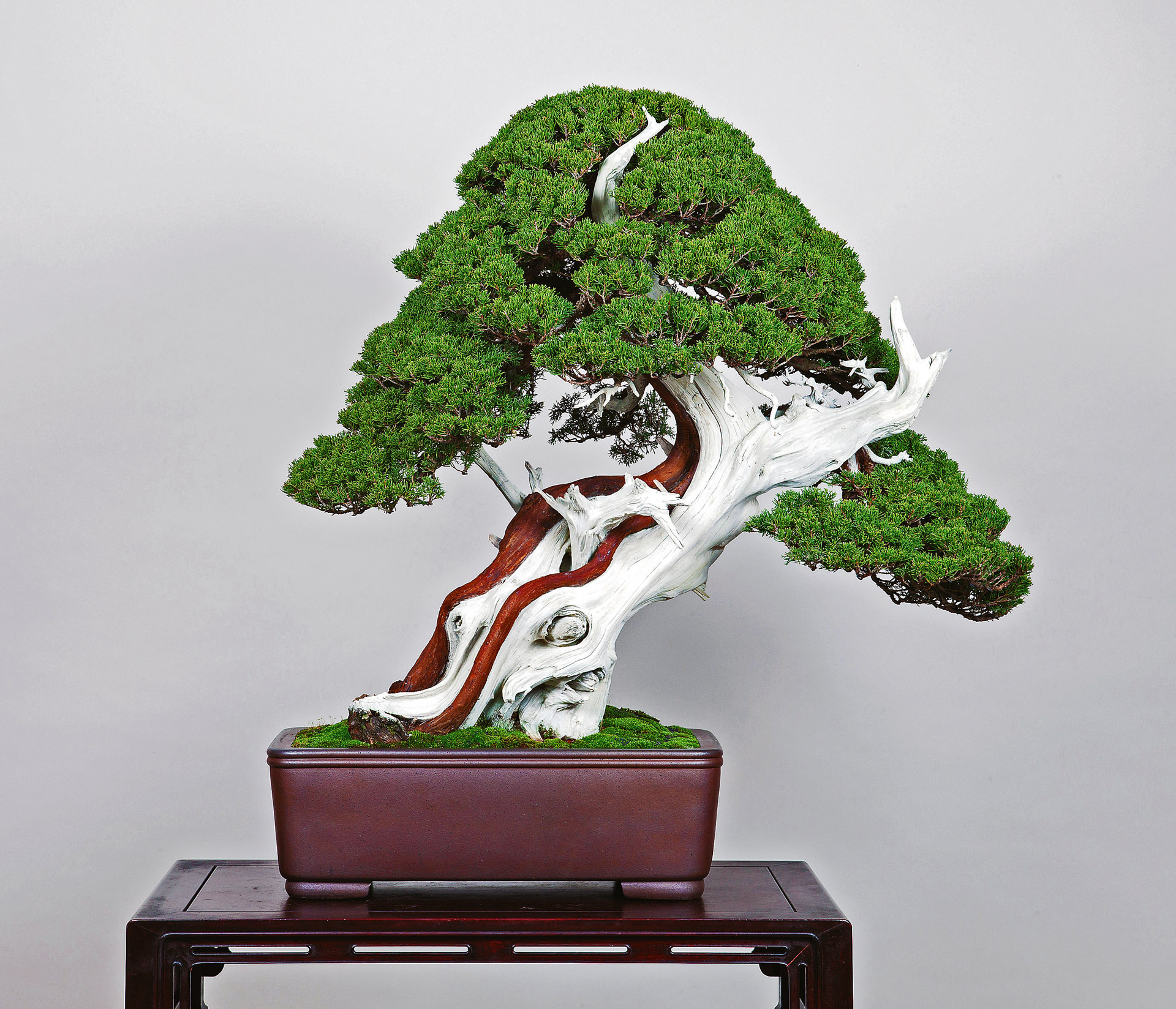 Top junipers – Bonsai Today