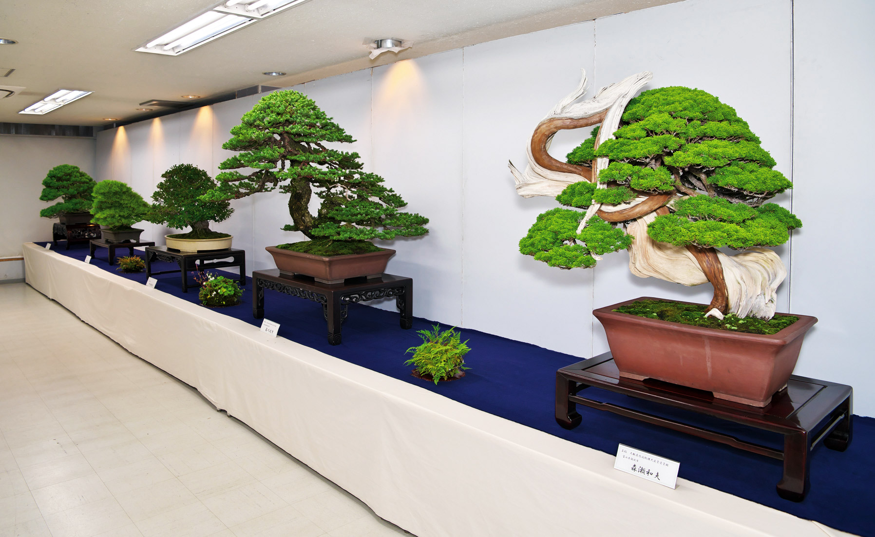 Gallery fleur – Bonsai Today