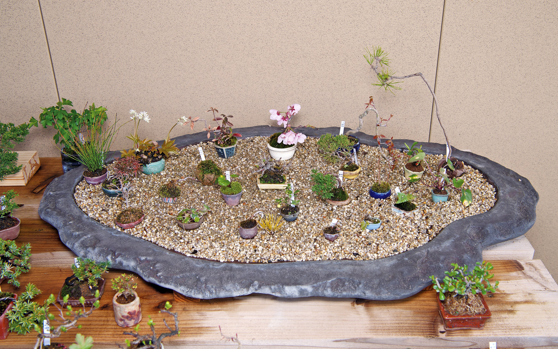 MINI BONSAI – Bonsai Today