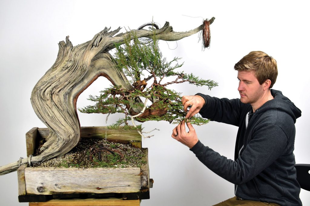 Technique – Bonsai Today