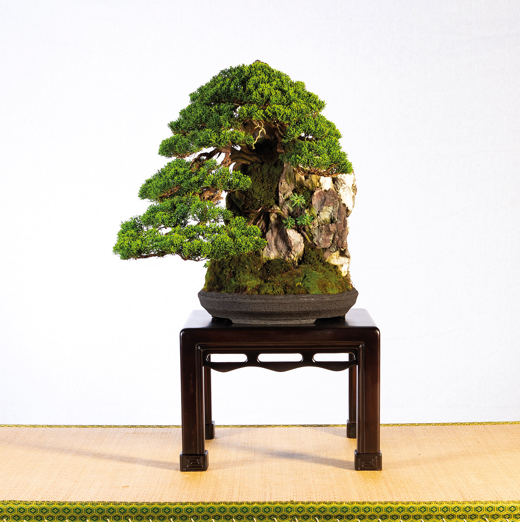 Italian beauties in Arco – Bonsai Today