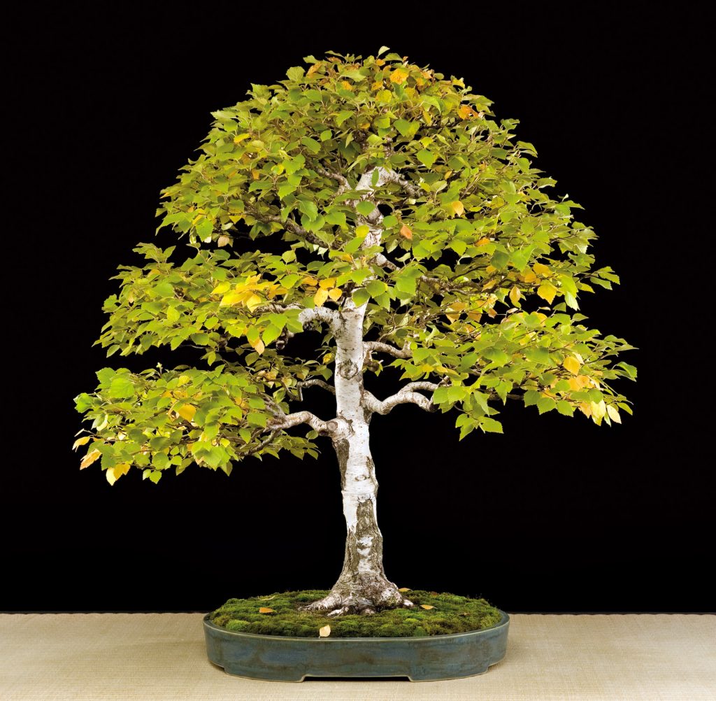 Silvery bark – Bonsai Today