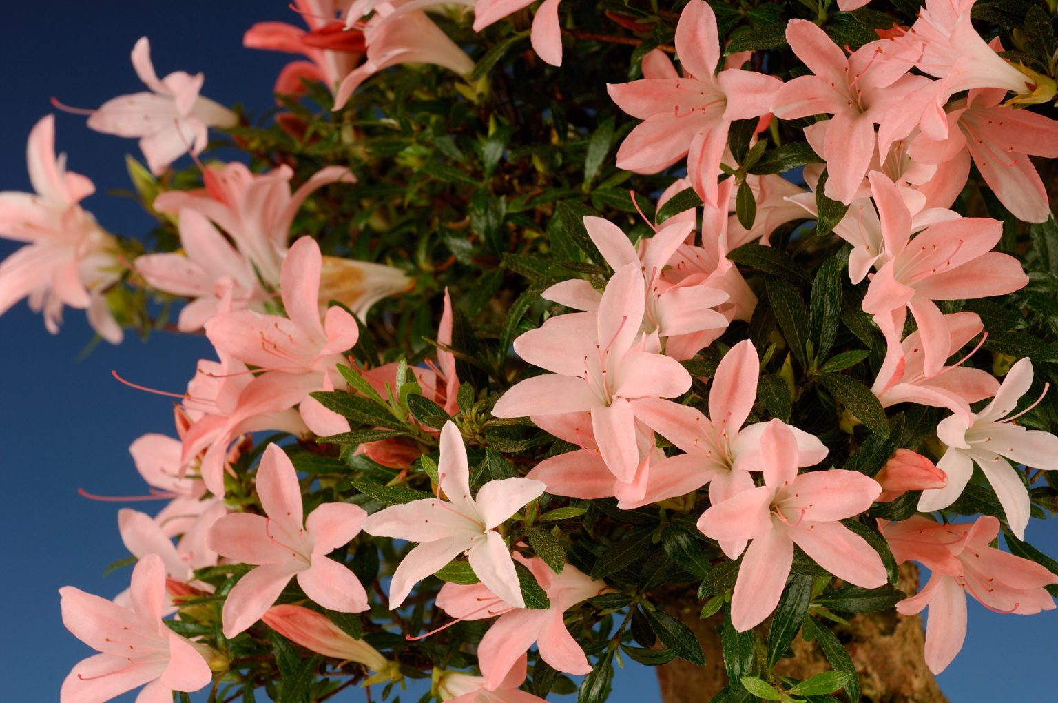 Satsuki Azalea – Bonsai Today