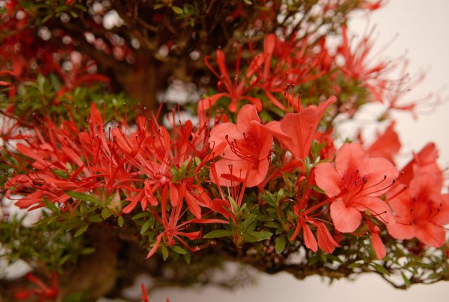 Satsuki Azalea – Bonsai Today